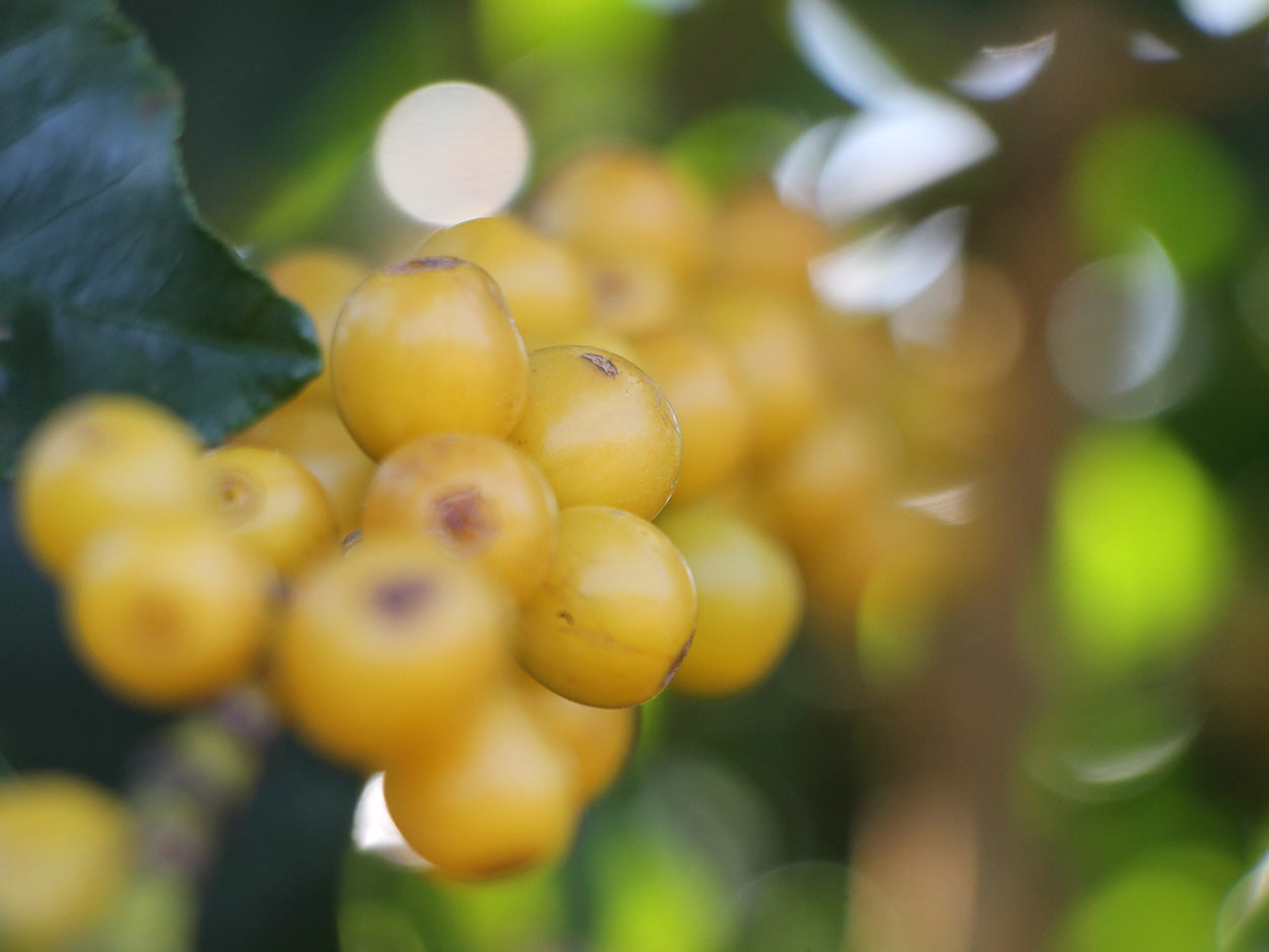 Brazil Yellow Bourbon Specialty Coffee from the Fazenda Rainha ...